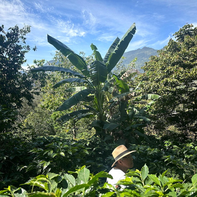 Mexico Zapotitlan De Mendez – JJ Bean Coffee